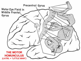 Ns9. Motor Pathways. Compressed File | PPT