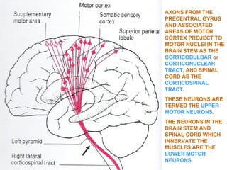 Ns9. Motor Pathways. Compressed File | PPT