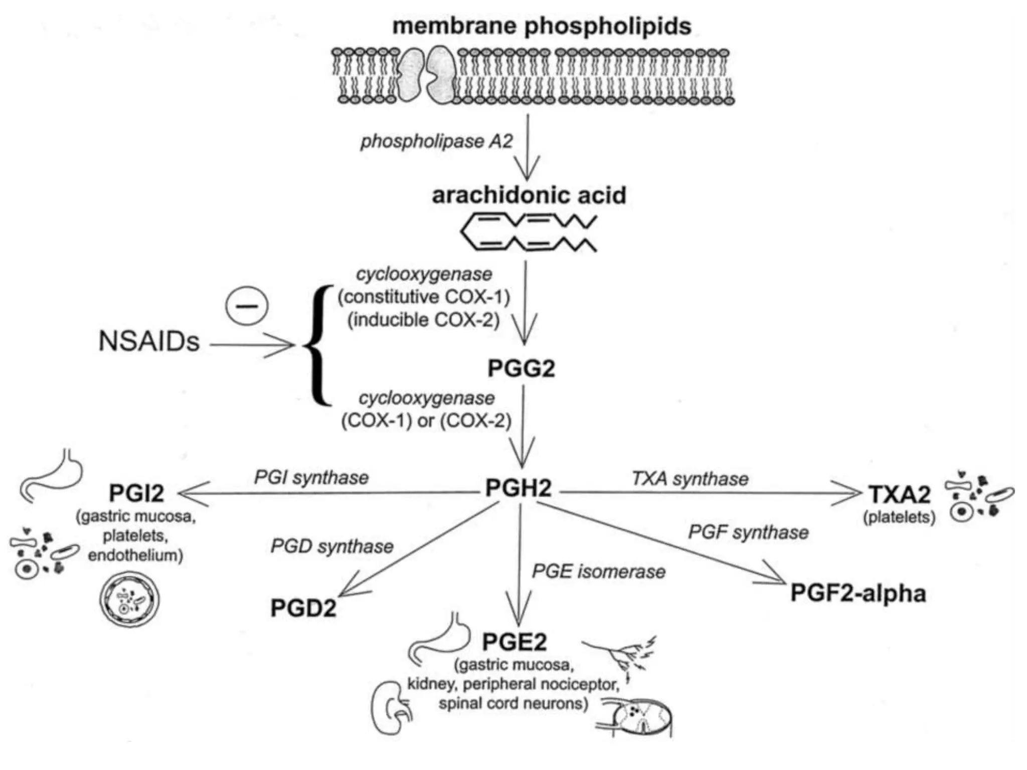 NSAIDS Non Steroidal Anti-inflammatory Drugs | PPTX
