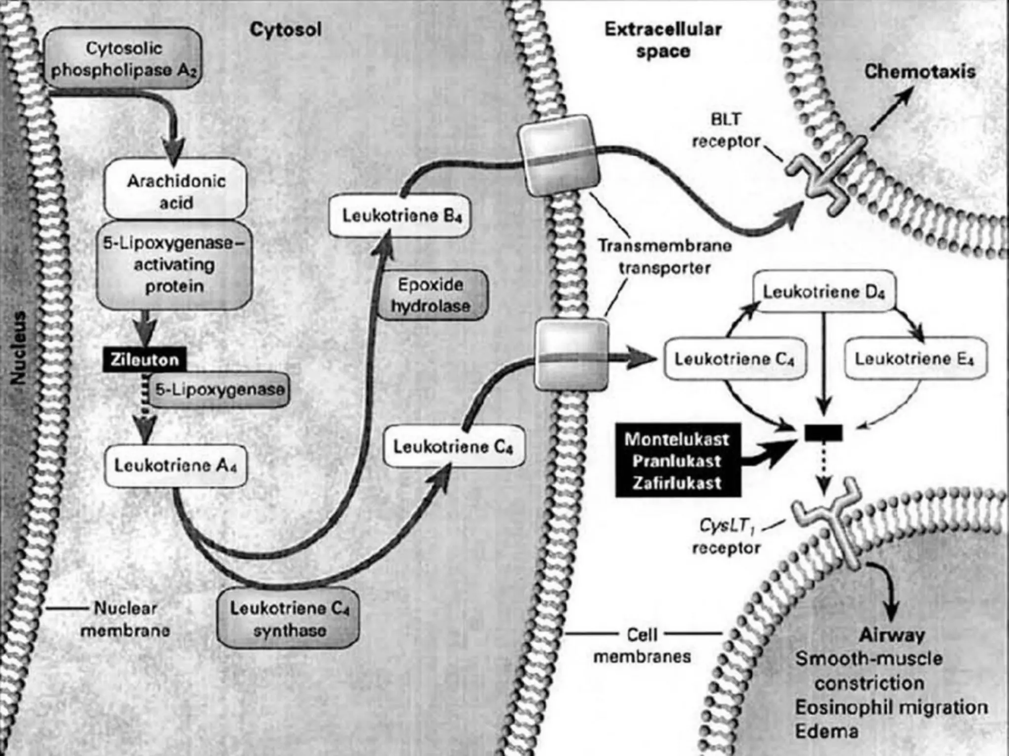 NSAIDs {Anti- Pyretic, Anti-inflammatory, and Analgesic} Pharmacology | PDF