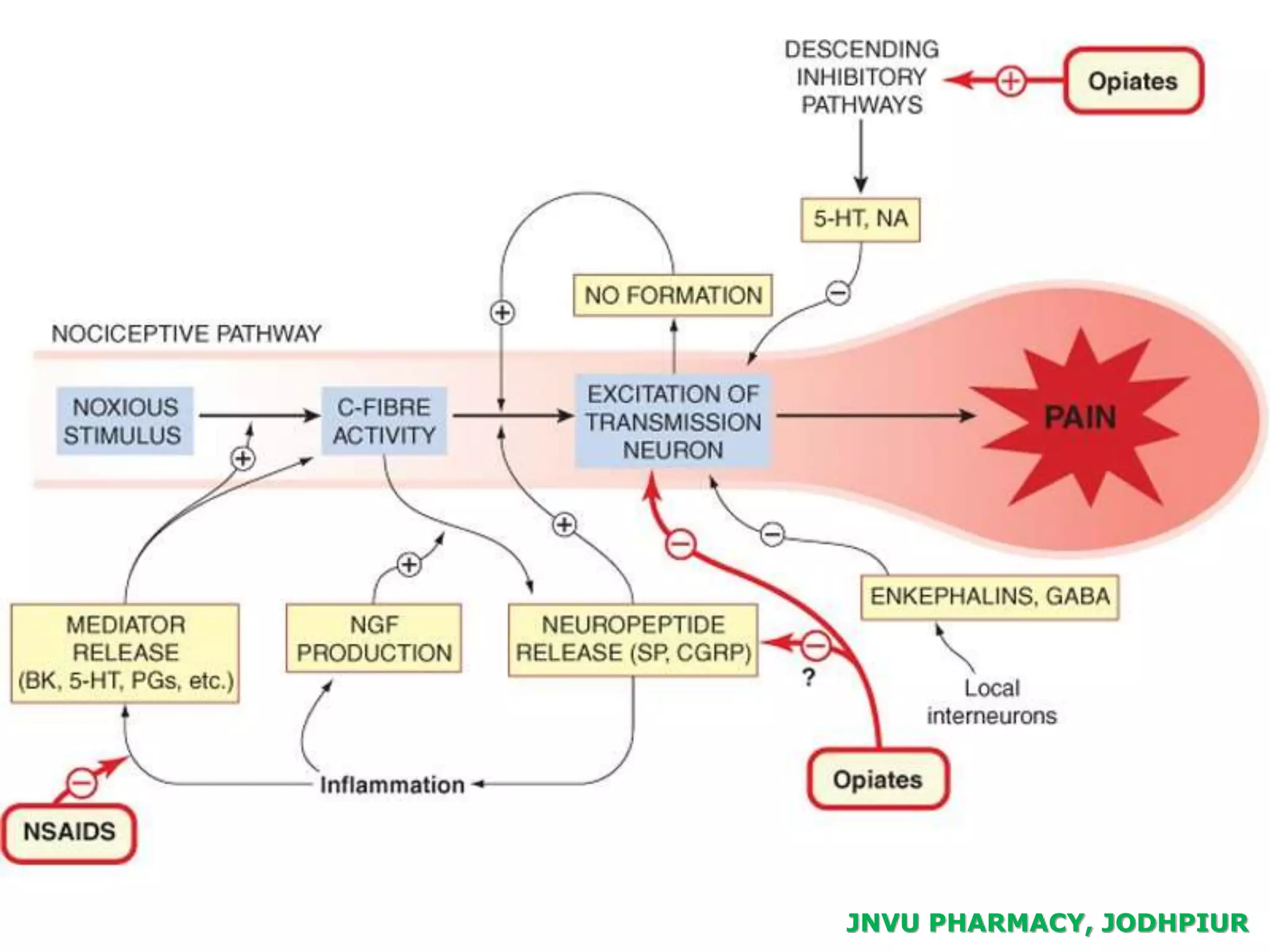 NON STEROIDAL & ANTI‐INFLAMMATORY DRUGS | PPTX