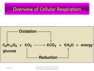 Cellular respiration (glycolysis, TCA and ETC) | PPT
