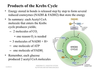 Cellular respiration (glycolysis, TCA and ETC) | PPT