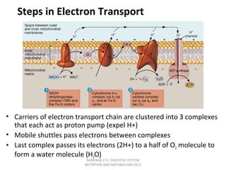 Cellular respiration (glycolysis, TCA and ETC) | PPT