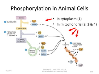 Cellular respiration (glycolysis, TCA and ETC) | PPT