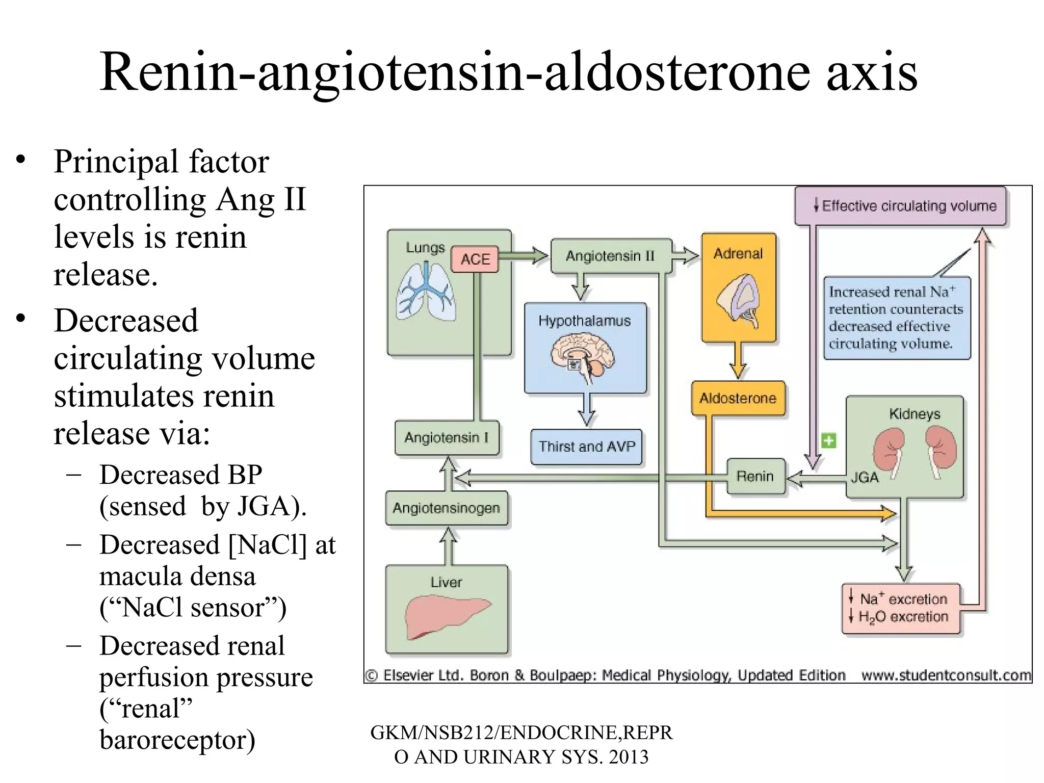 Mineralocorticoids & glucocorticoids | PPT