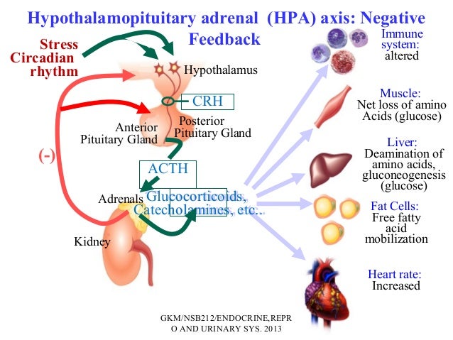 Mineralocorticoids & glucocorticoids