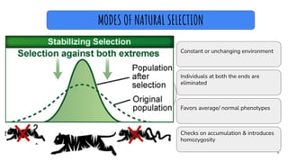 Evolution- Natural selection and Genetic Drift and modes of natural ...