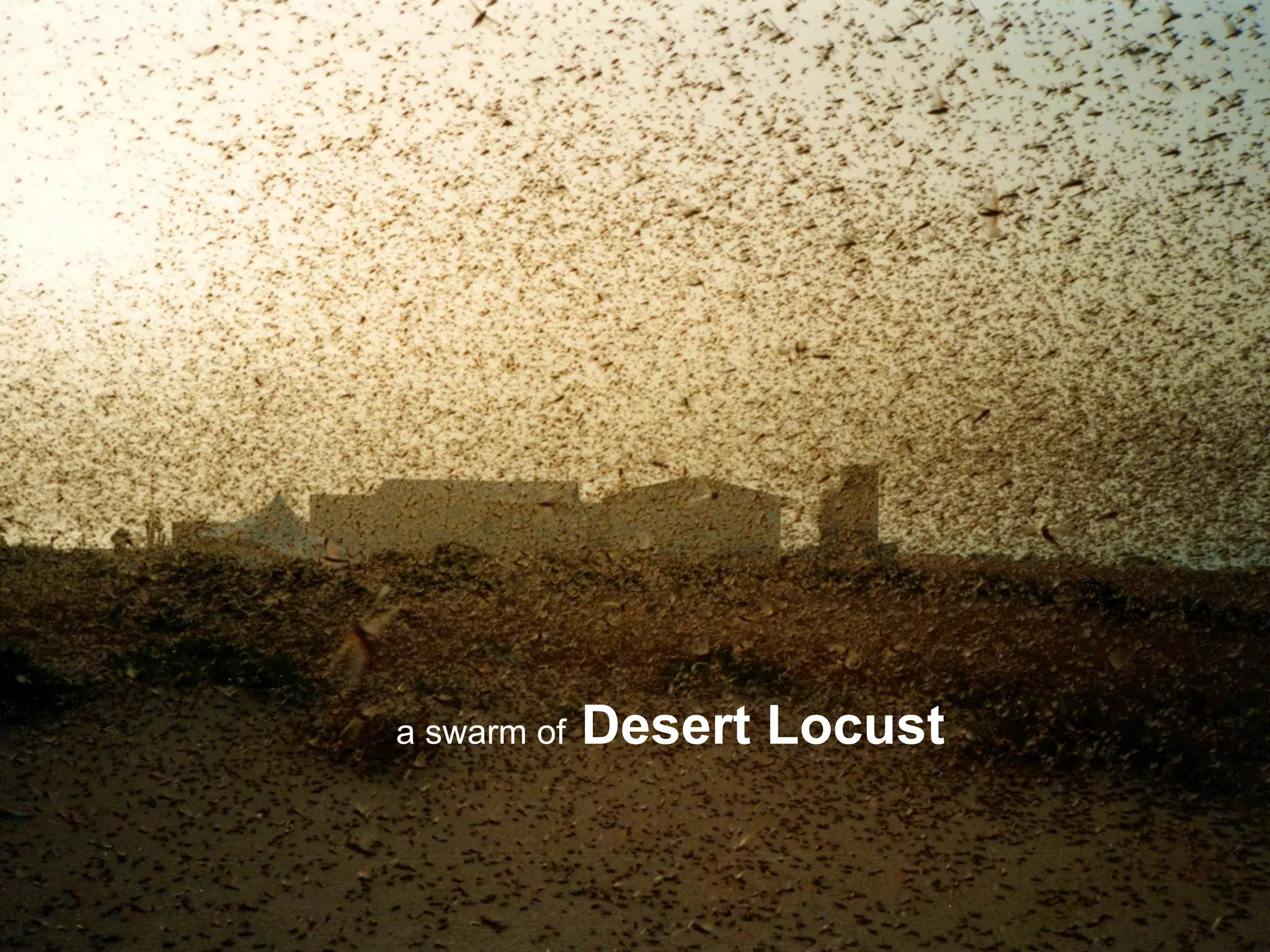 The potential use of drones for Desert Locust early warning | PDF