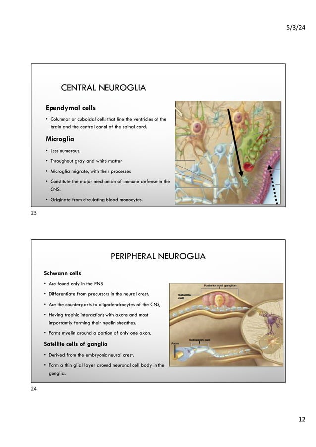 NSh 2024.pdf histology slides uj university | PDF