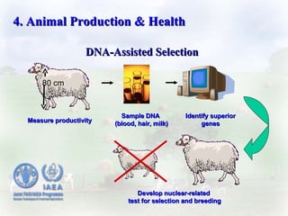 Nuclear Techniques in Food and Agriculture | PPT