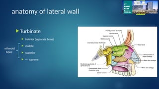 nasal septum ,lateral nasal wall anatomy | PPTX