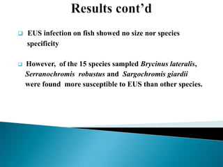 Epidemiology of Epizootic Ulcerative Syndrome (EUS) in the Zambezi ...