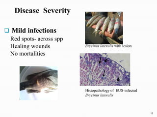 Epidemiology of Epizootic Ulcerative Syndrome (EUS) in the Zambezi ...