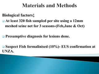 Epidemiology of Epizootic Ulcerative Syndrome (EUS) in the Zambezi ...