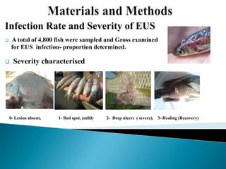 Epidemiology of Epizootic Ulcerative Syndrome (EUS) in the Zambezi ...