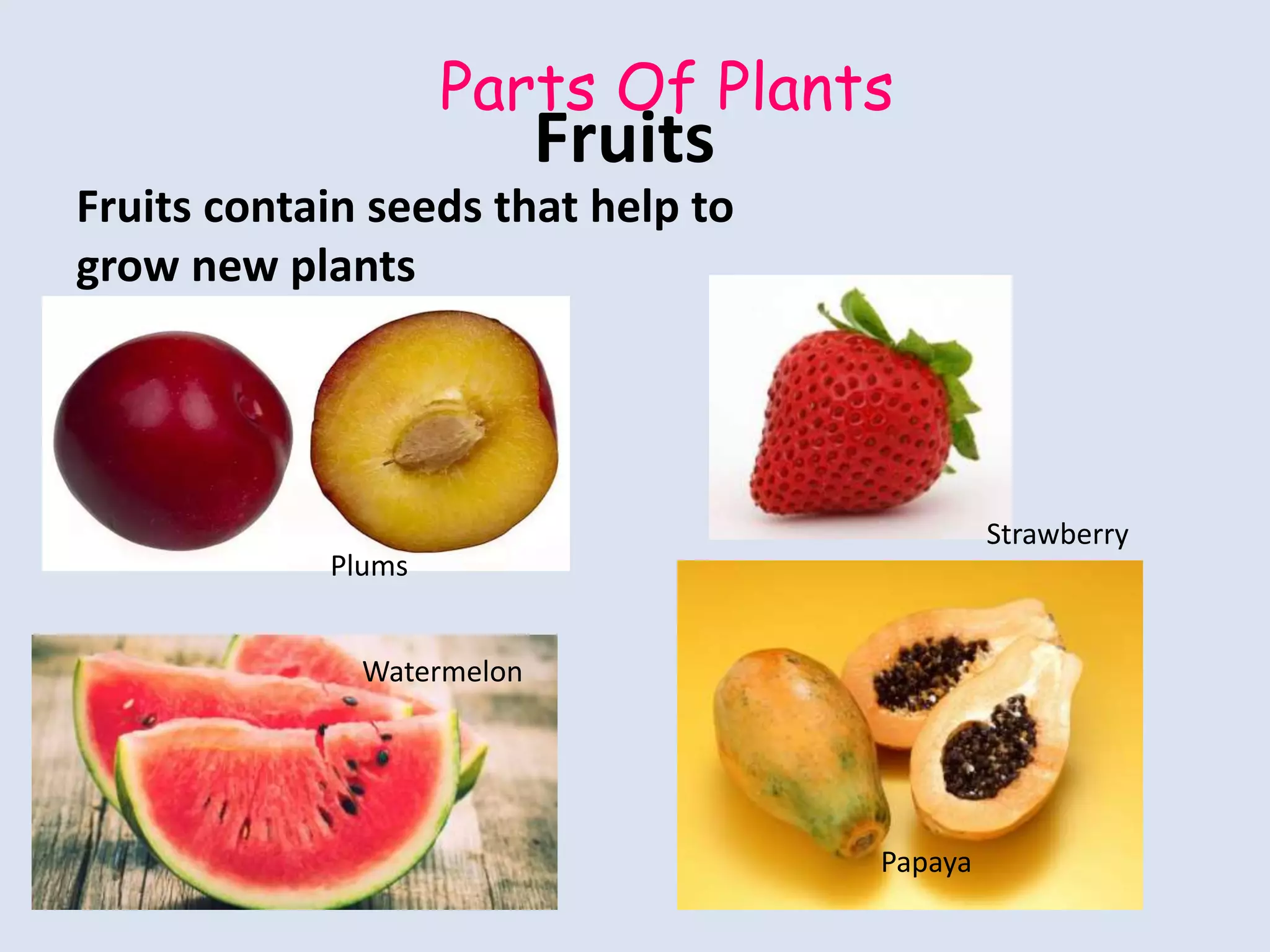 NSO plants grade 2 for standard 1st and 2nd | PPTX