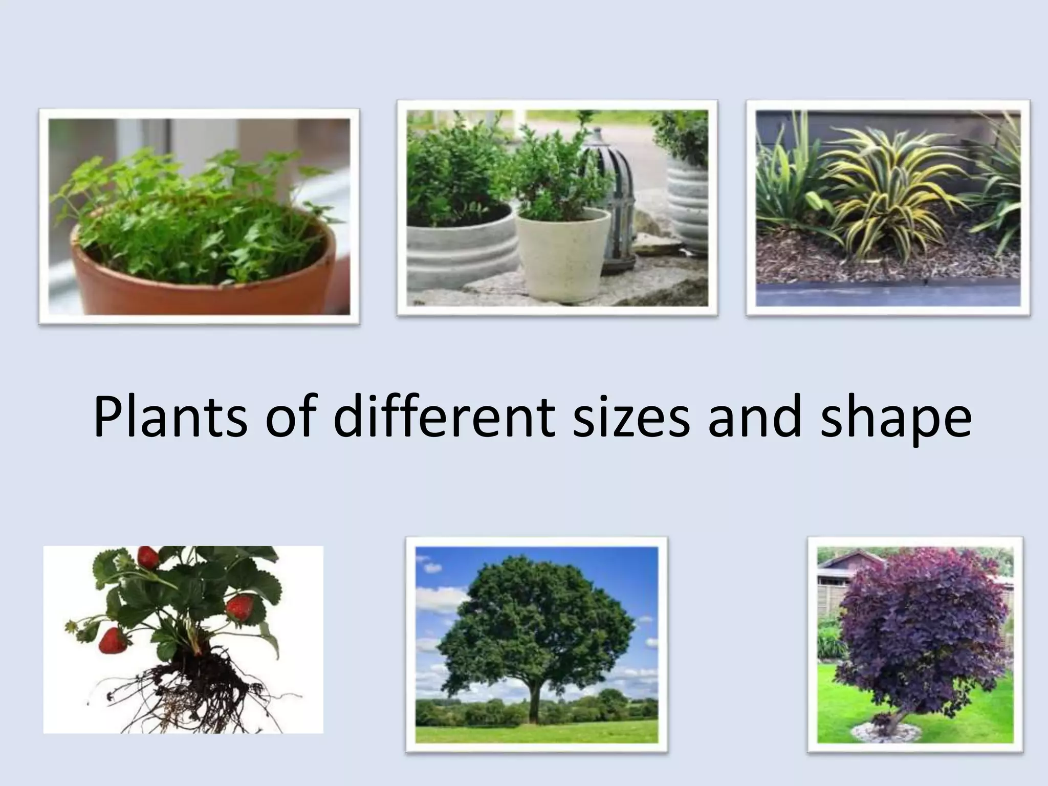 Nso Plants Grade 2 For Standard 1st And 2nd Pptx