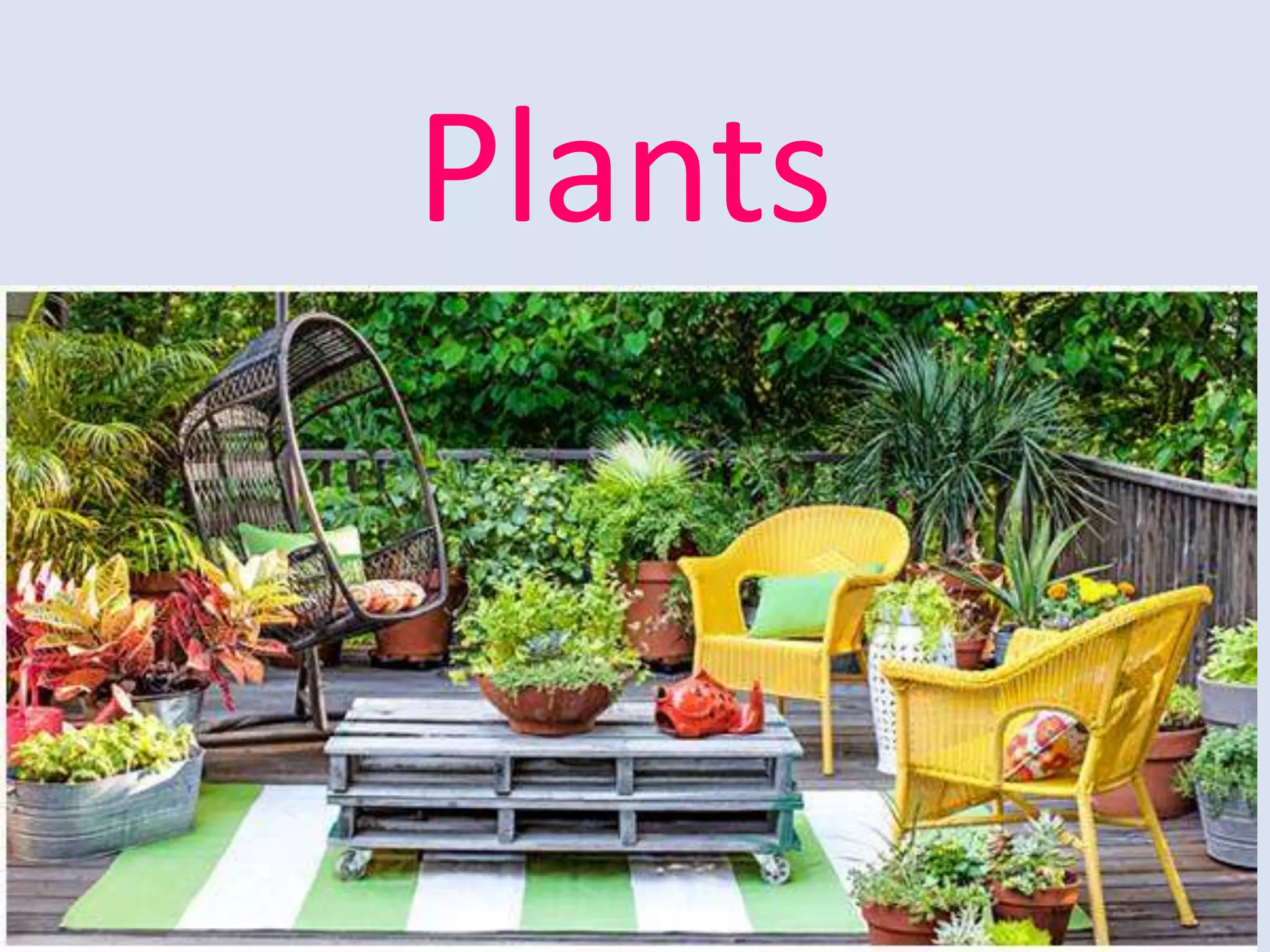 NSO plants grade 2 for standard 1st and 2nd | PPTX | Gardening | Home ...