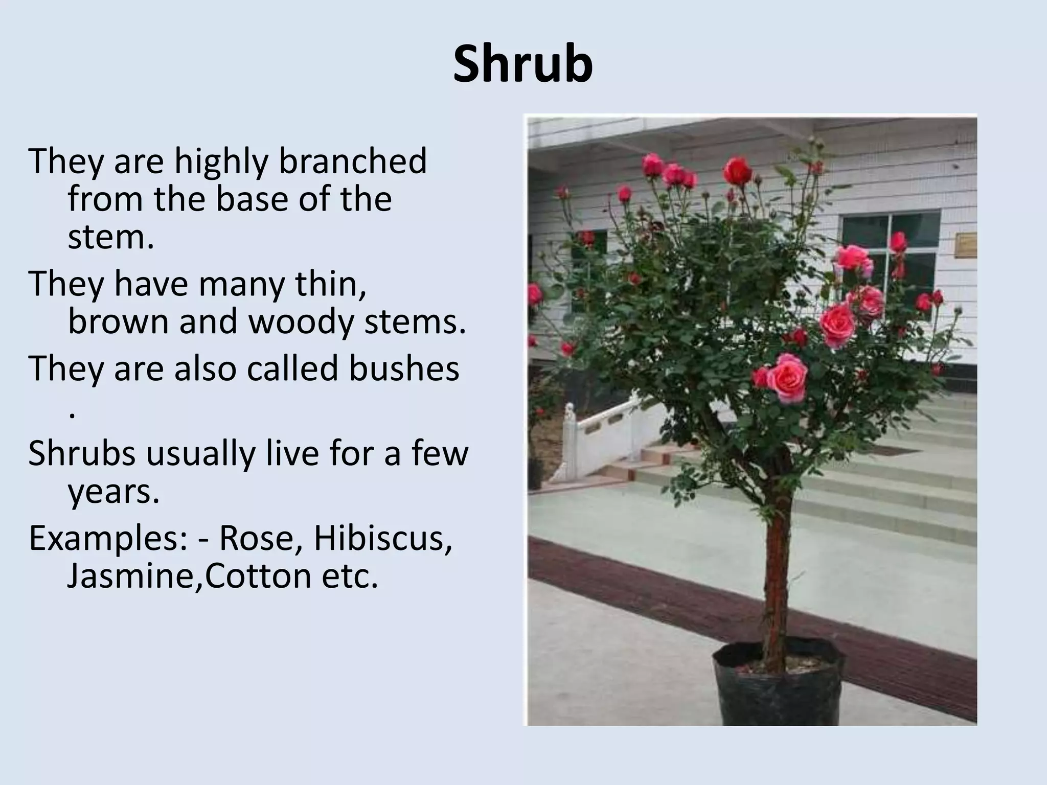 NSO plants grade 2 for standard 1st and 2nd | PPTX