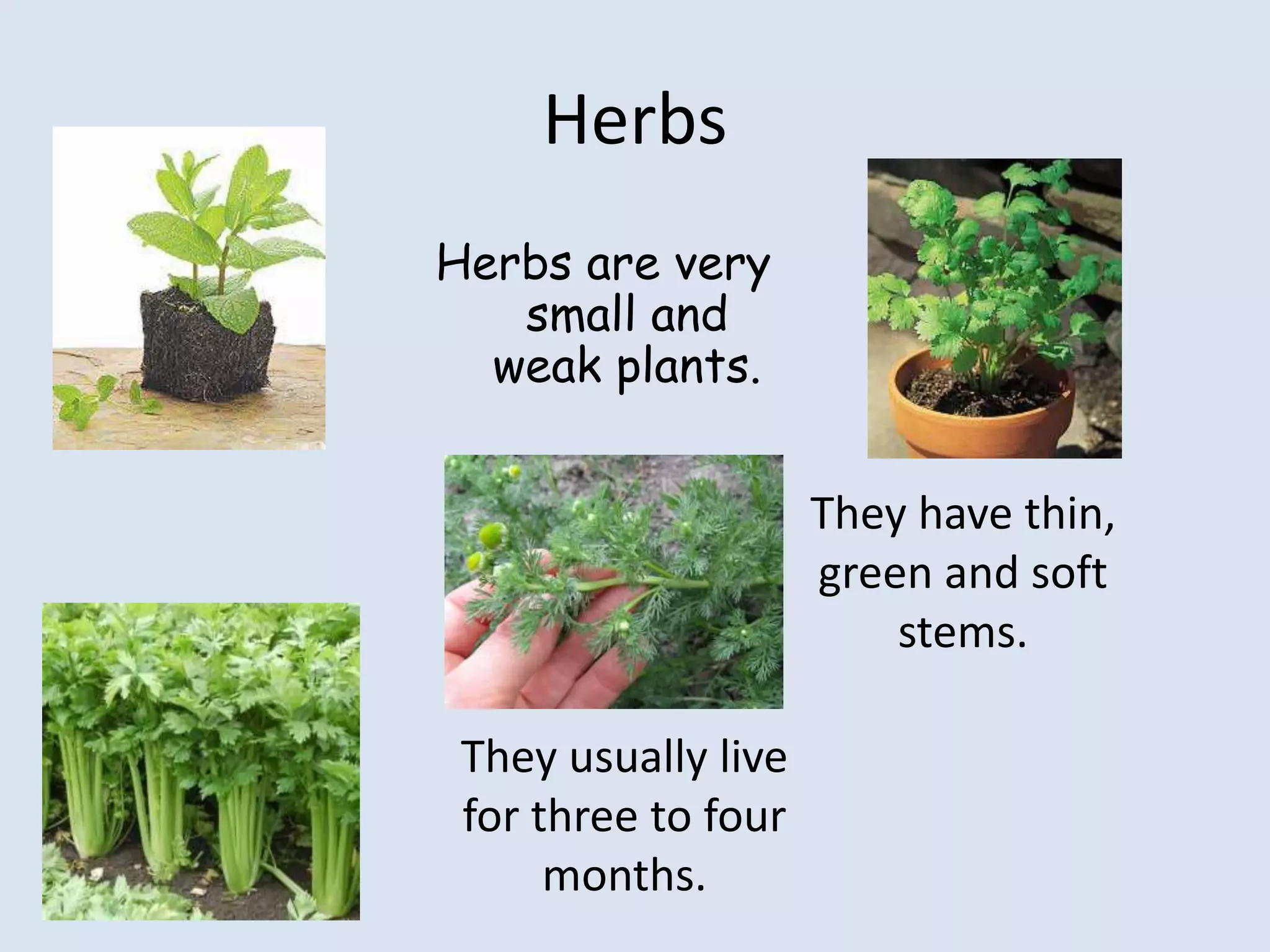 NSO plants grade 2 for standard 1st and 2nd | PPTX