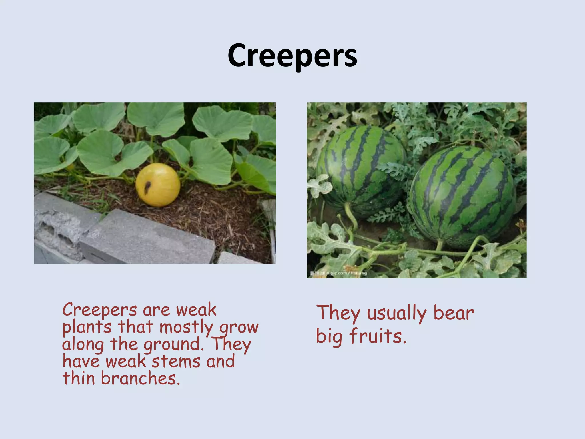 NSO plants grade 2 for standard 1st and 2nd | PPTX | Gardening | Home ...