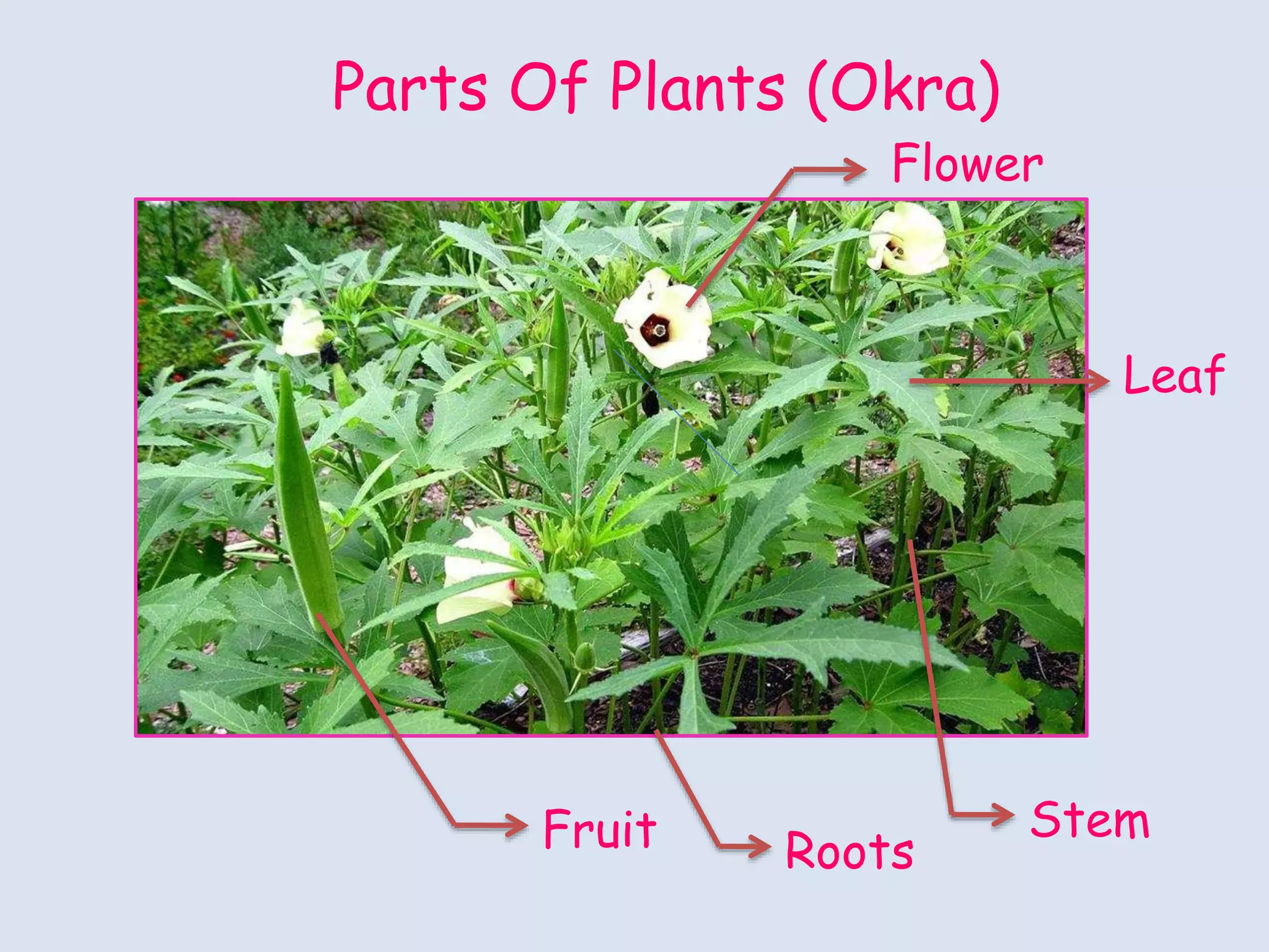Nso Plants Grade 2 For Standard 1st And 2nd Pptx