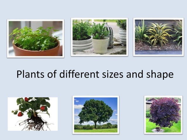 NSO plants grade 2 for standard 1st and 2nd | PPTX | Gardening | Home ...