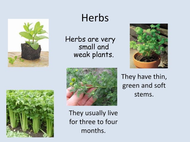 NSO plants grade 2 for standard 1st and 2nd | PPTX | Gardening | Home ...