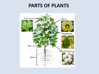 NSO plants grade 2 for standard 1st and 2nd | PPTX | Gardening | Home ...