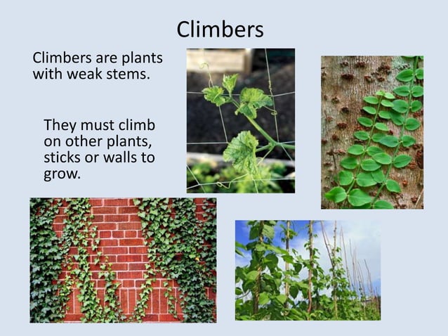 NSO plants grade 2 for standard 1st and 2nd | PPTX | Gardening | Home ...