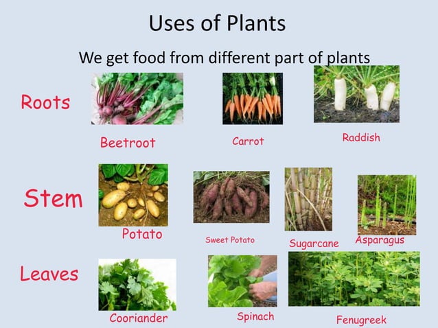 NSO plants grade 2 for standard 1st and 2nd | PPTX | Gardening | Home ...