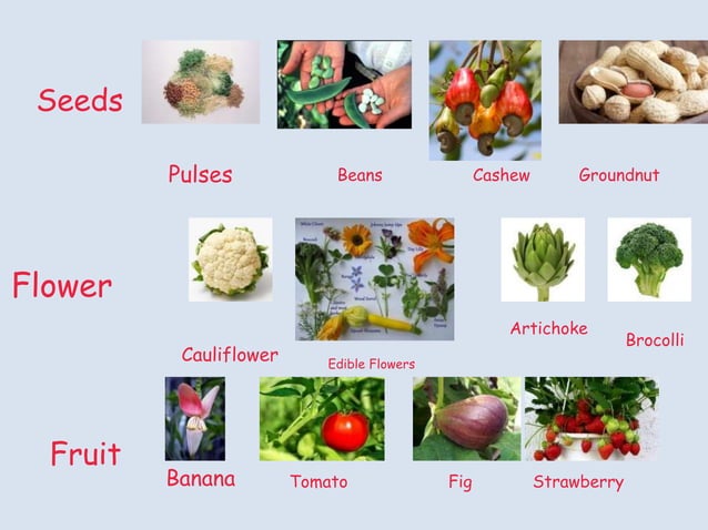 NSO plants grade 2 for standard 1st and 2nd | PPTX | Gardening | Home ...