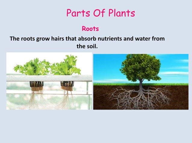 NSO plants grade 2 for standard 1st and 2nd | PPTX | Gardening | Home ...