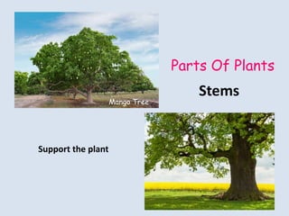 NSO plants grade 2 for standard 1st and 2nd | PPTX | Gardening | Home ...