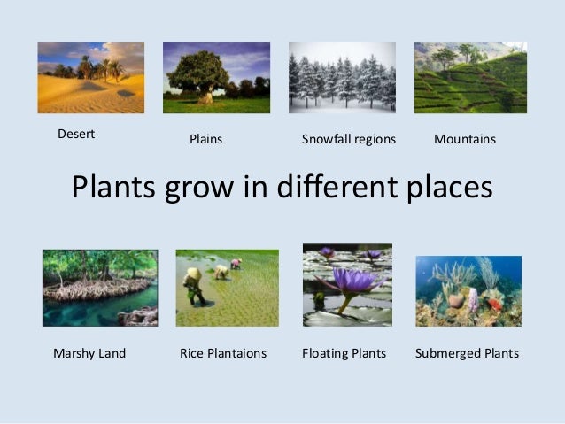 NSO plants grade 2 for standard 1st and 2nd