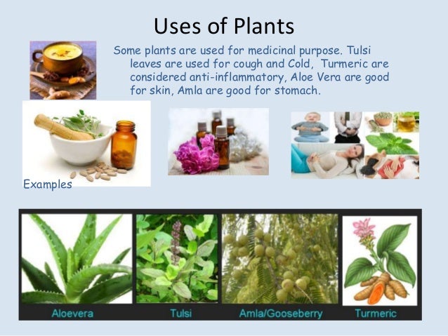 NSO plants grade 2 for standard 1st and 2nd