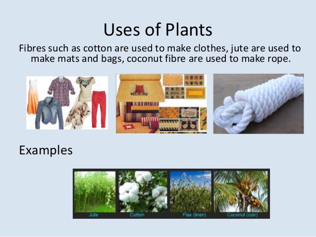 NSO plants grade 2 for standard 1st and 2nd