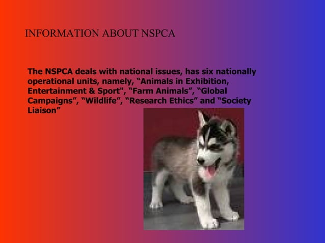 NSPCA | PPT
