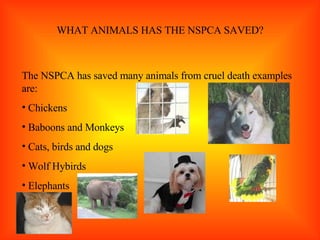 NSPCA | PPT