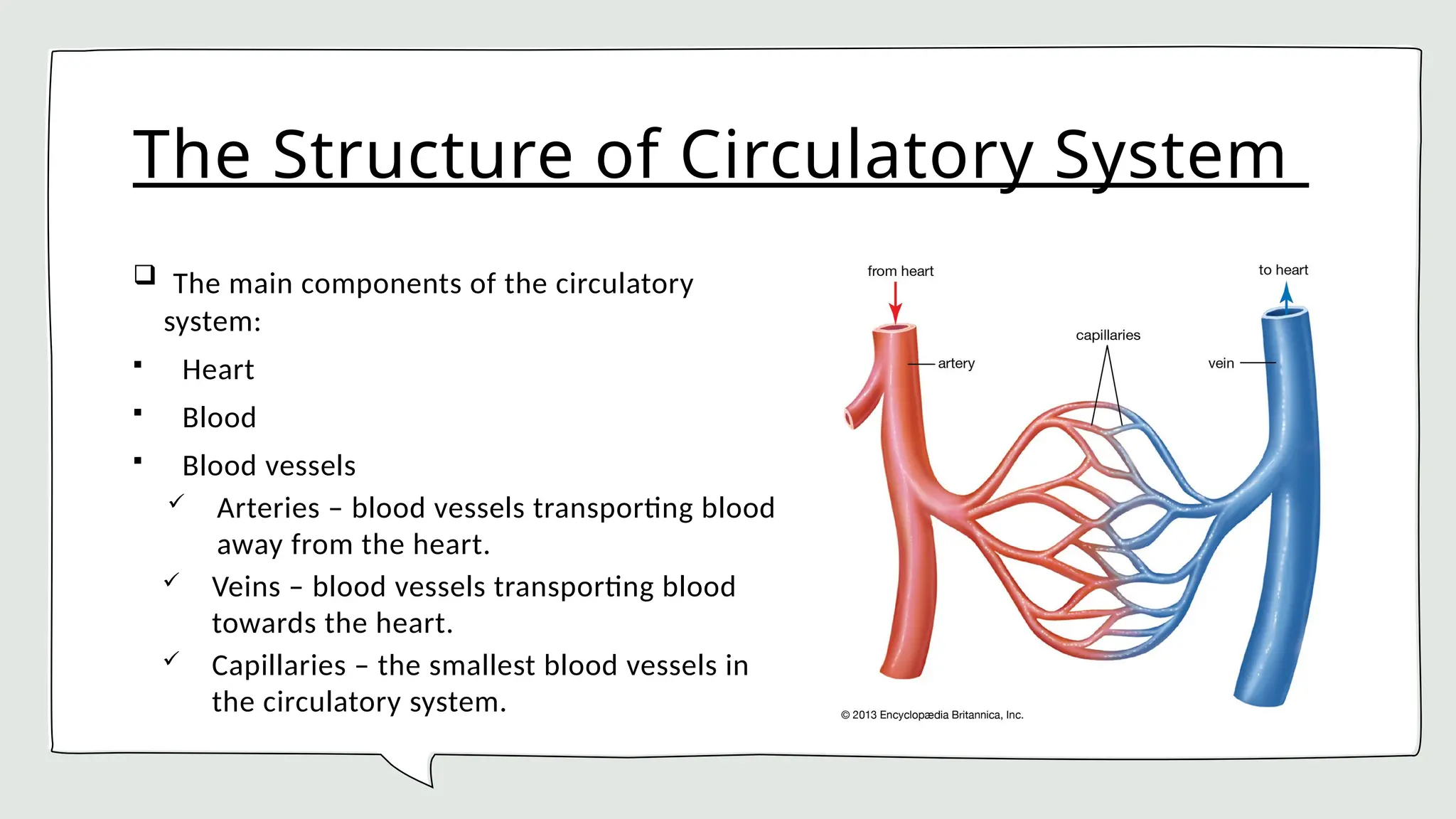 Natural Sciences CIRCULATORY SYSTEM Presentation.pptx