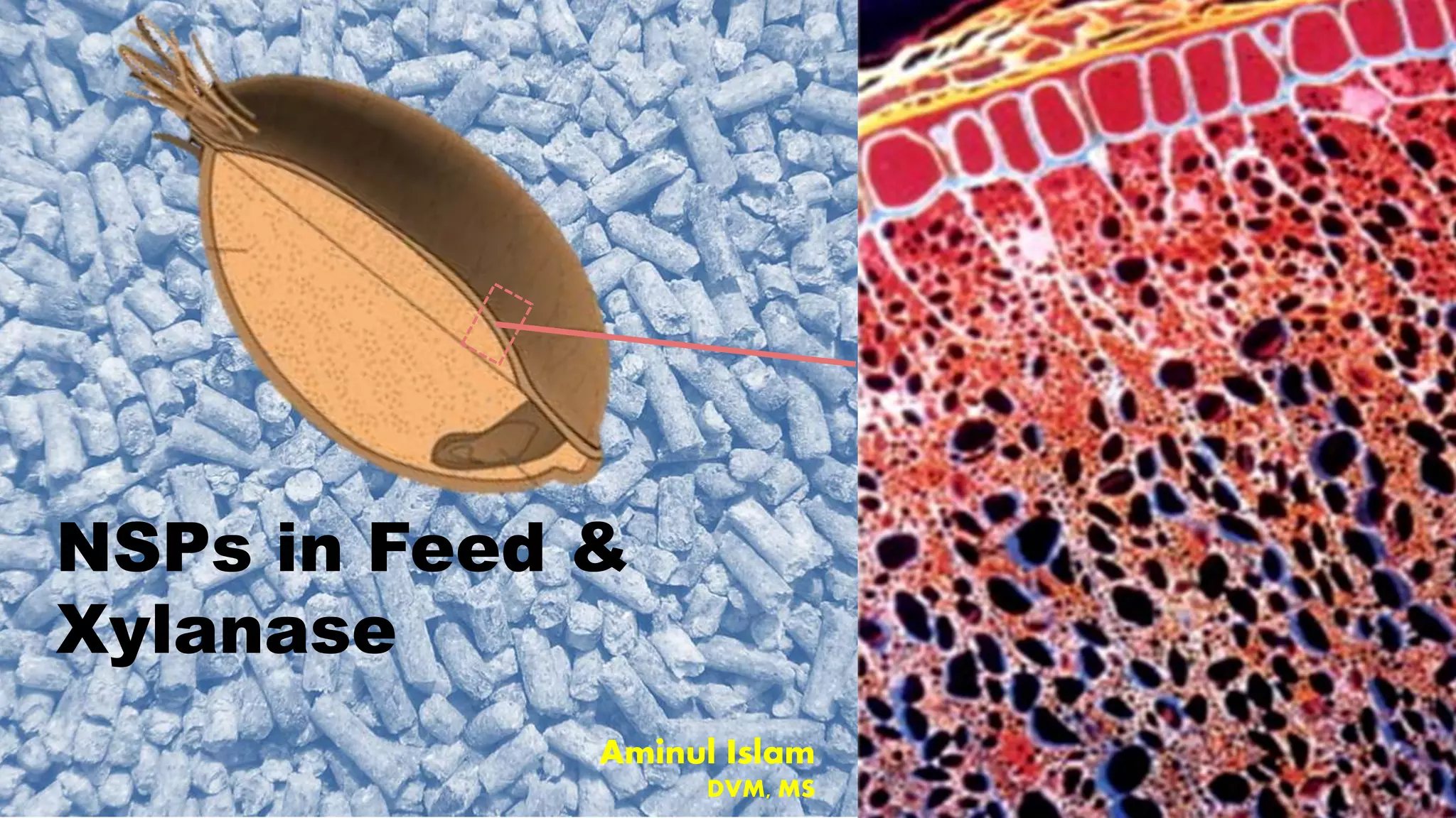NSPs in Feed & Xylanase | PPTX