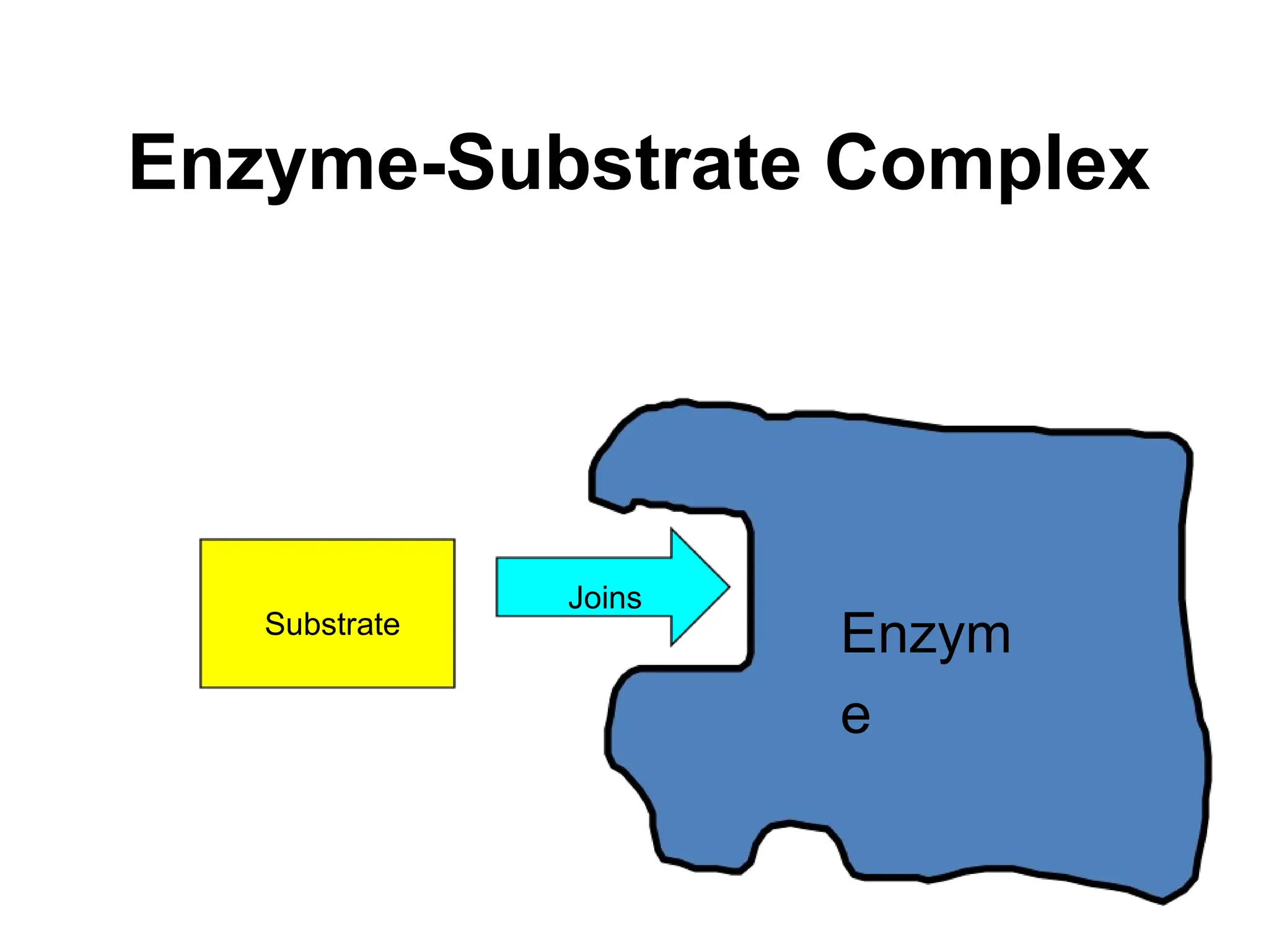 ENZYME энзим гэж юу бэ insight about enzymes | PPTX