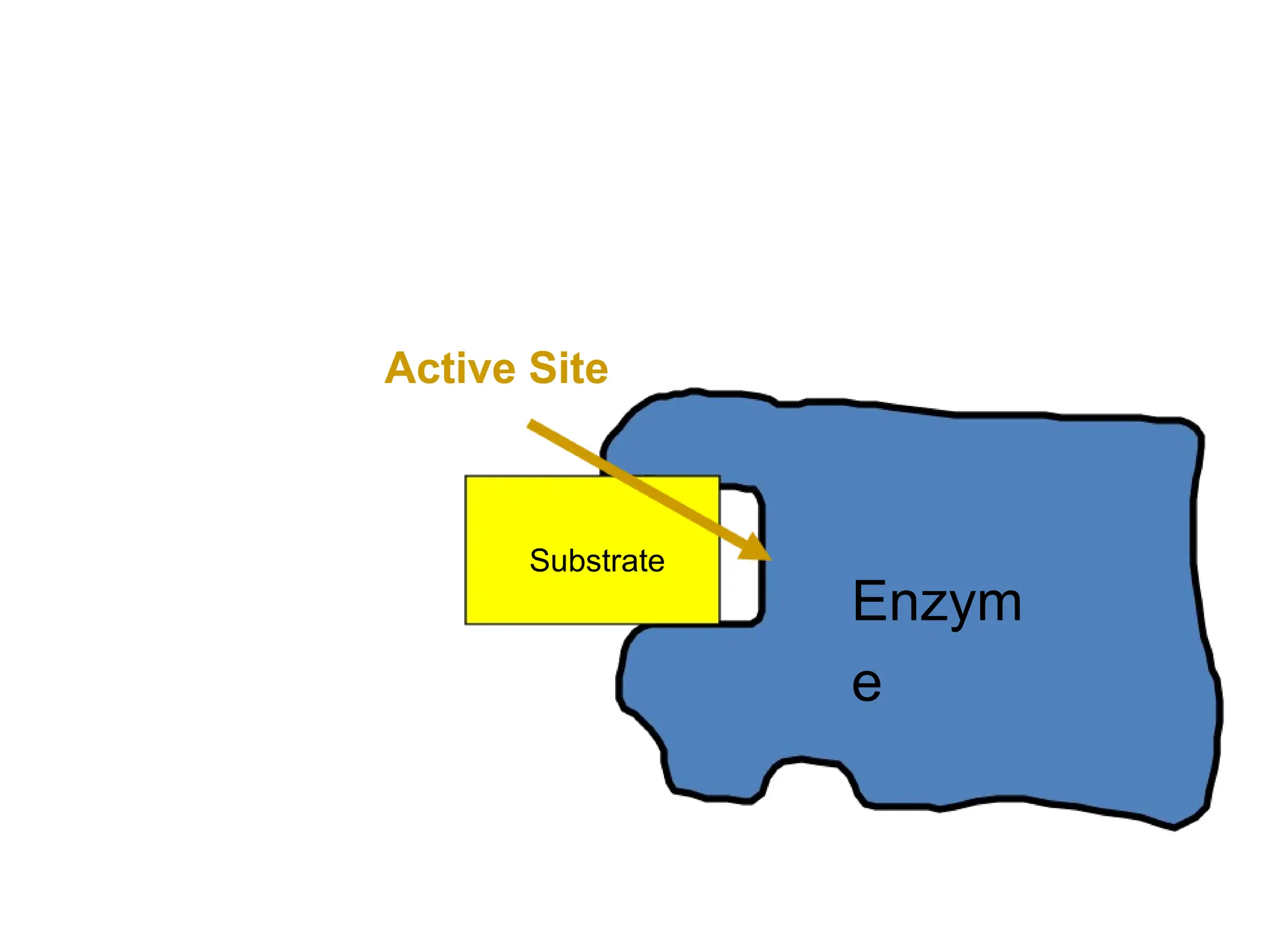 ENZYME энзим гэж юу бэ insight about enzymes | PPTX