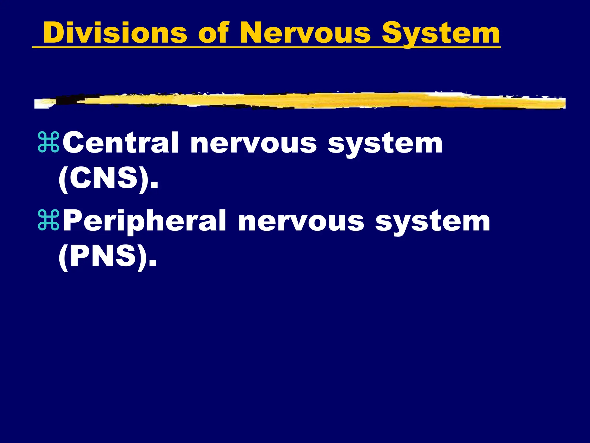 (NS) The Anatomy of the Nervous System.ppt