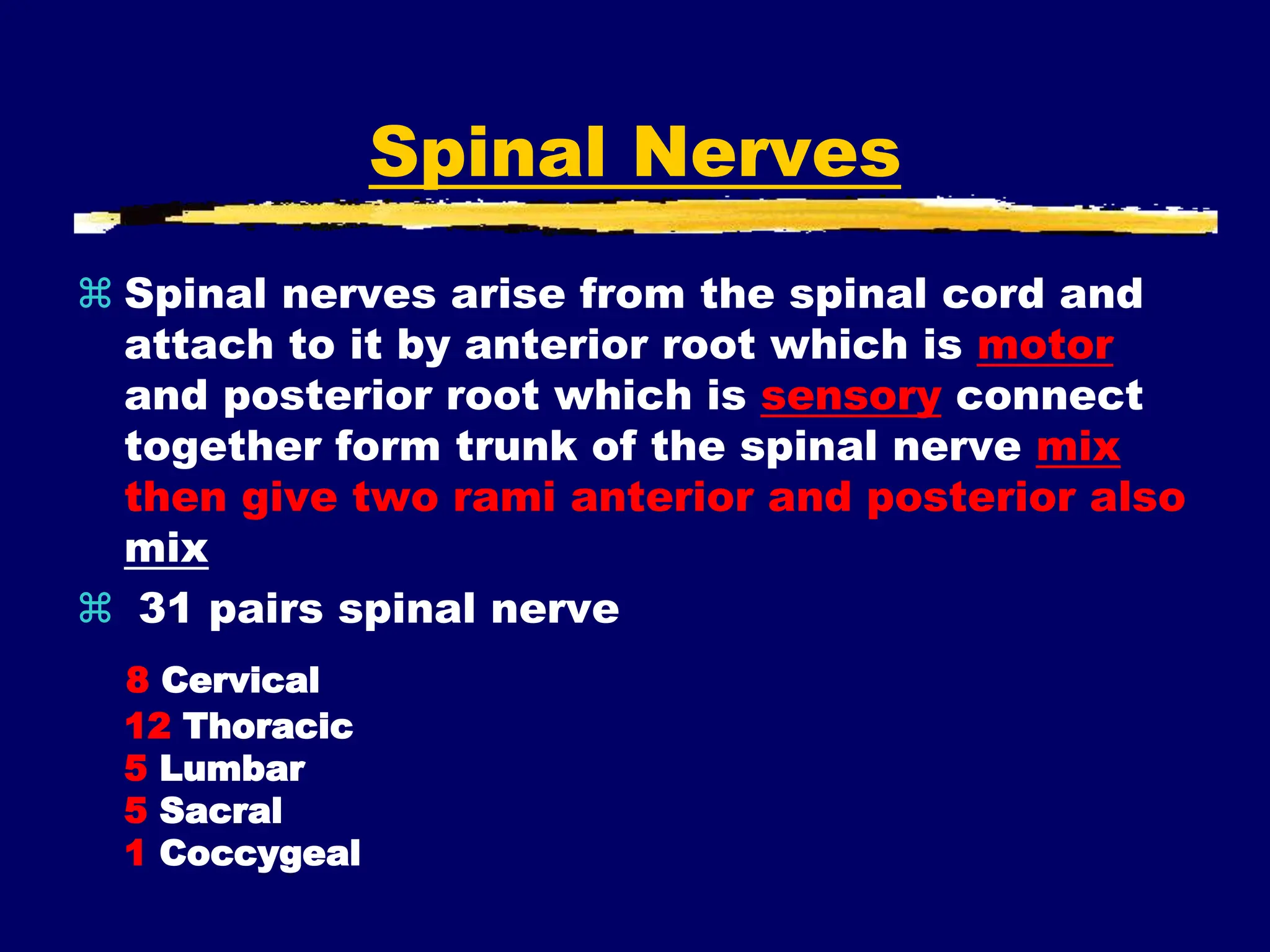 (NS) The Anatomy of the Nervous System.ppt
