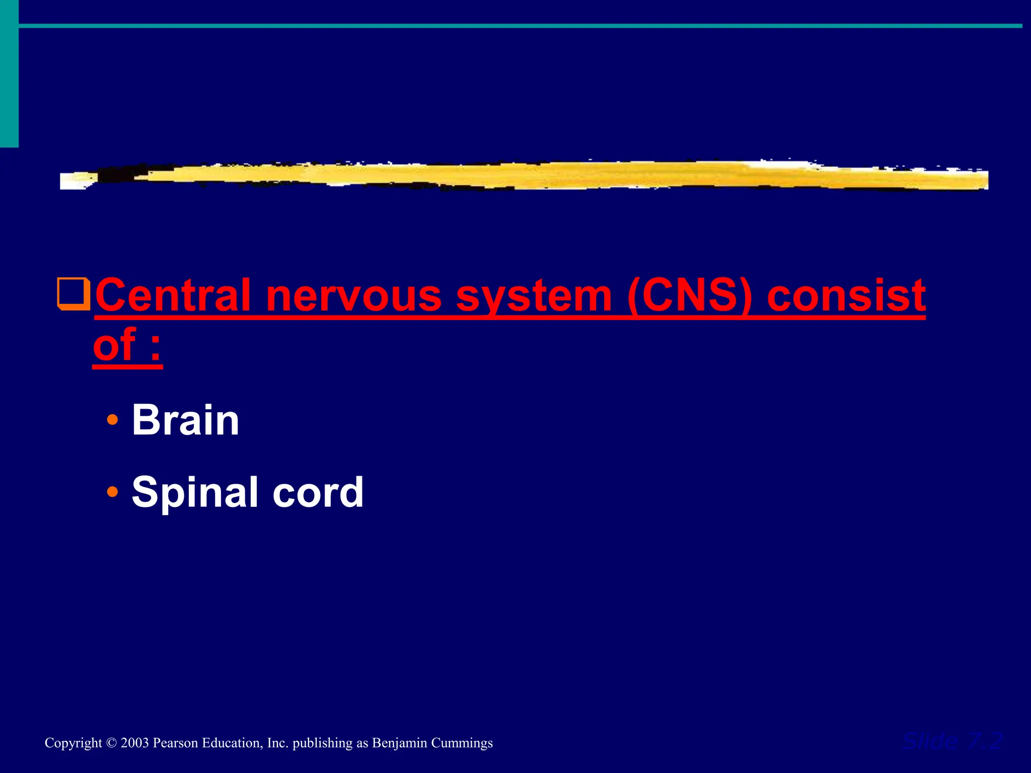 (NS) The Anatomy of the Nervous System.ppt