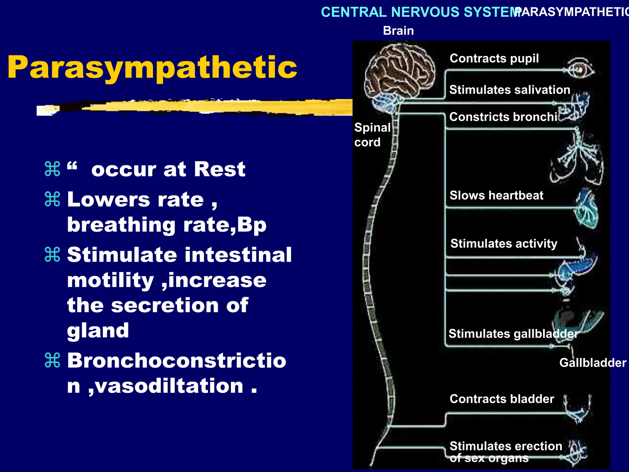 (NS) The Anatomy of the Nervous System.ppt