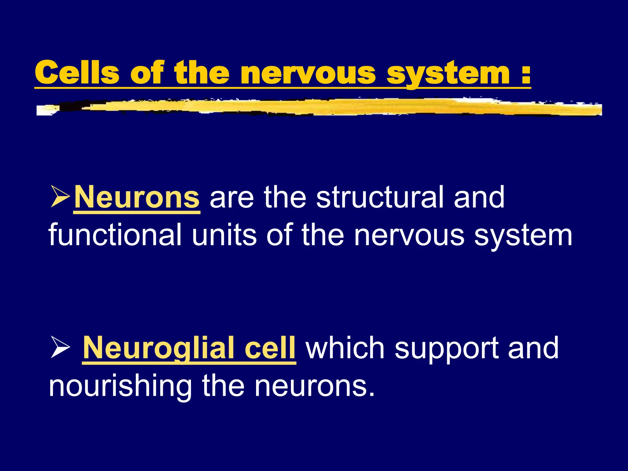 (NS) The Anatomy of the Nervous System.ppt