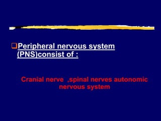 (NS) The Anatomy of the Nervous System.ppt